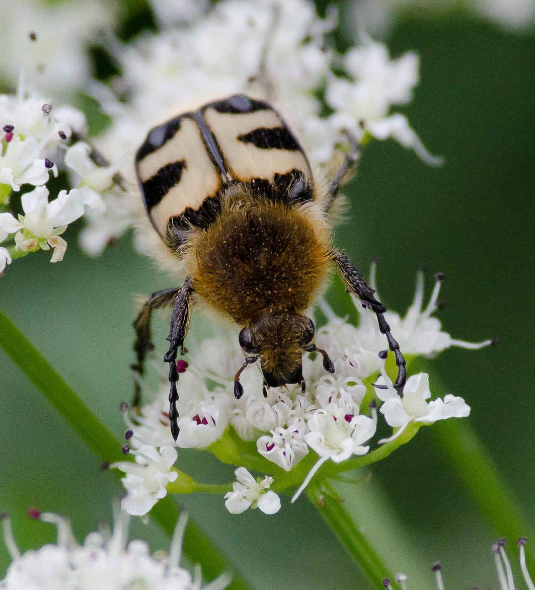 Gower Wildlife: Bee Beetle along the Neath Canal