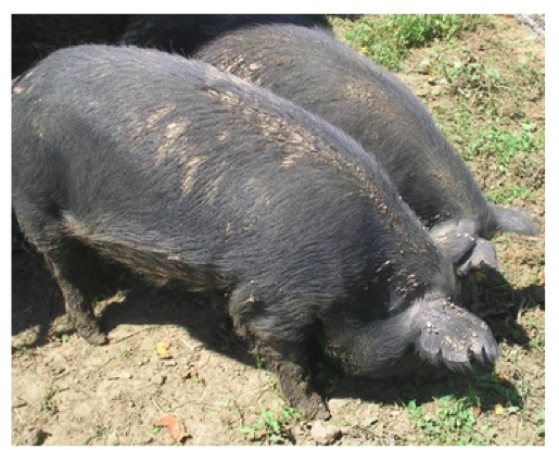 Fourteen Heritage Pig Breeds | Big Picture Agriculture