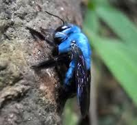 Pretty Bugs and Zombie Bugs : Blue Bees and Green Bees