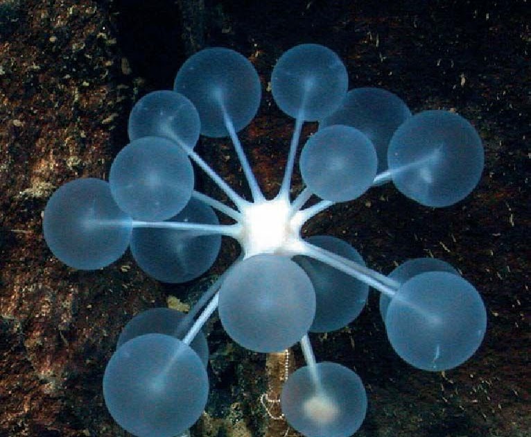 Real Monstrosities: Ping-pong Tree Sponge