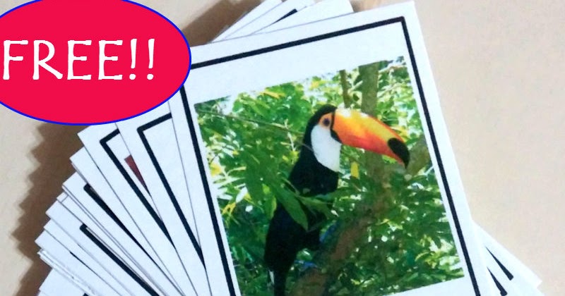 {FREE} Plants & Animals in the Tropical Rainforest Biome Cards ...