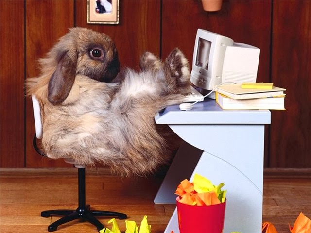Cute Funny Animalz: Funny Animals Using Mobiles & LapTop New And ...
