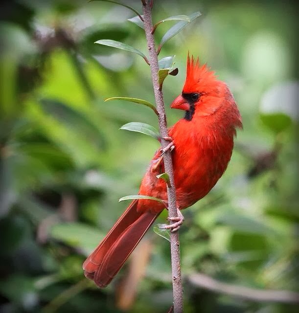 Memories to Cherish: A Little Red Bird