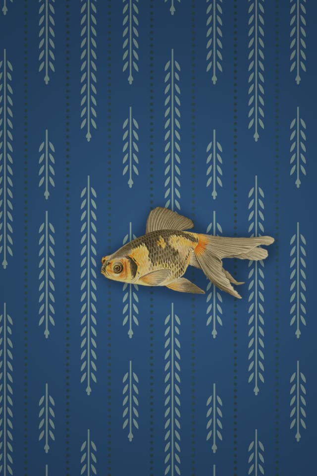 生き物イラスト図鑑 &フリー素材 Free Biological images: デメキン - Demekin (Goldfish)