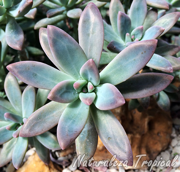 Información completa sobre la Madre perla, Graptopetalum paraguayense ...