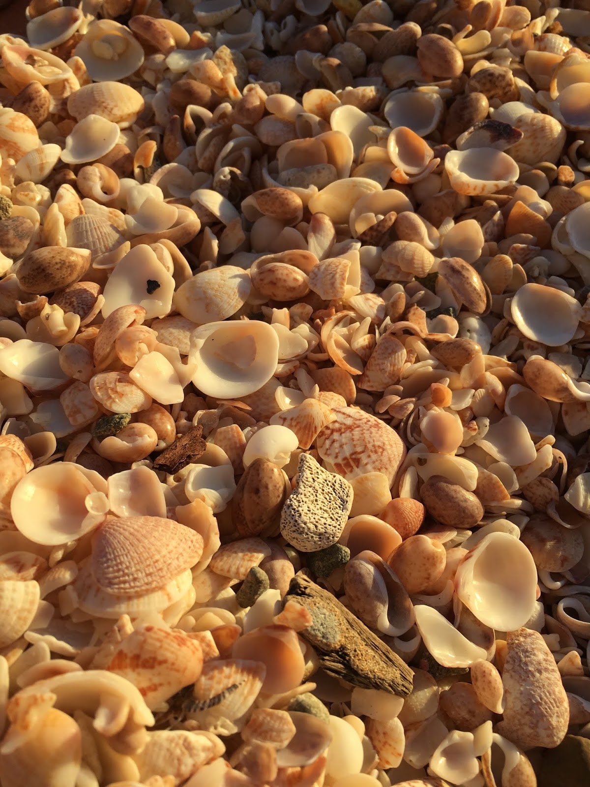 Sin à St Barth: Shell Beach