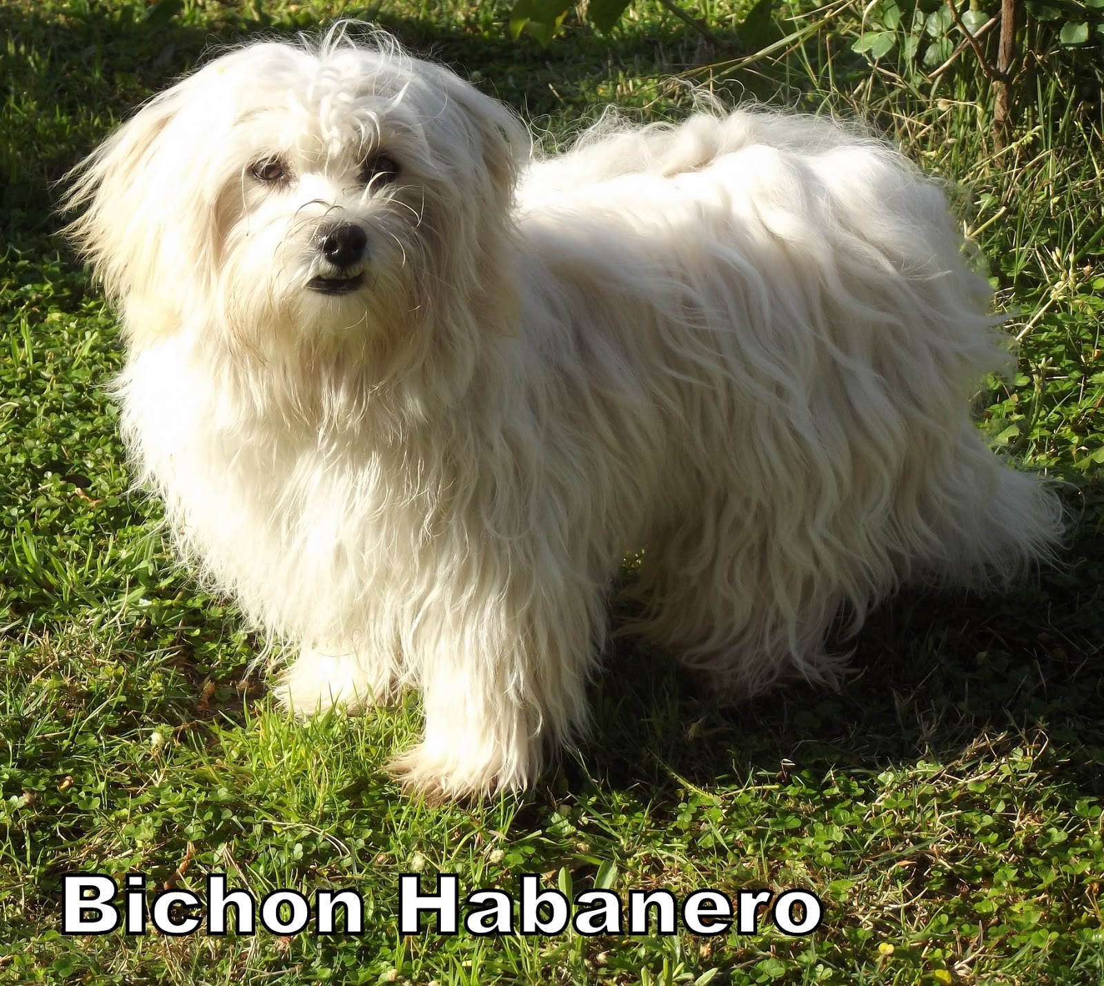 My Blue Blood Angel - Maltés House Uruguay: Bichon Habanero / Havanese
