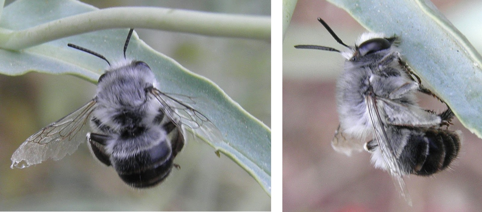 Arizona: Beetles, Bugs, Birds and more: Desert Bees