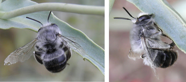Arizona: Beetles, Bugs, Birds and more: Desert Bees