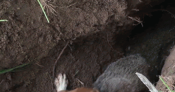 Terrierman's Daily Dose: Moxie Pulls a Dead Groundhog