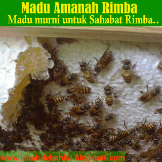 JUAL MADU MURNI Asli solo asli dari Sarang ! | Ternak Klanceng & Lebah ...