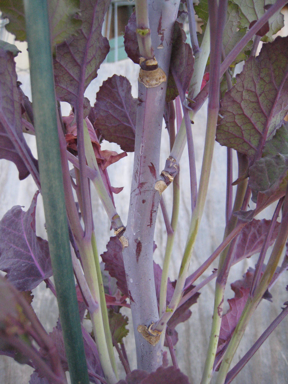 Perennial Tree Collards