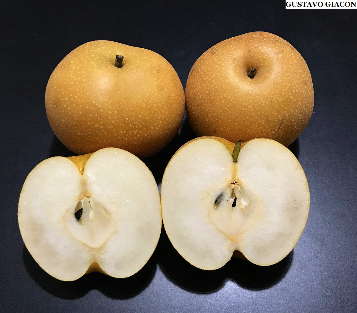 Viveiro Ciprest - Plantas Nativas e Exóticas: Pera Asiática ou Nashi ...