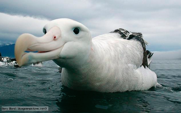 AUSTRALIAN FANTASY ADVENTURES: THE WANDERING ALBATROSS