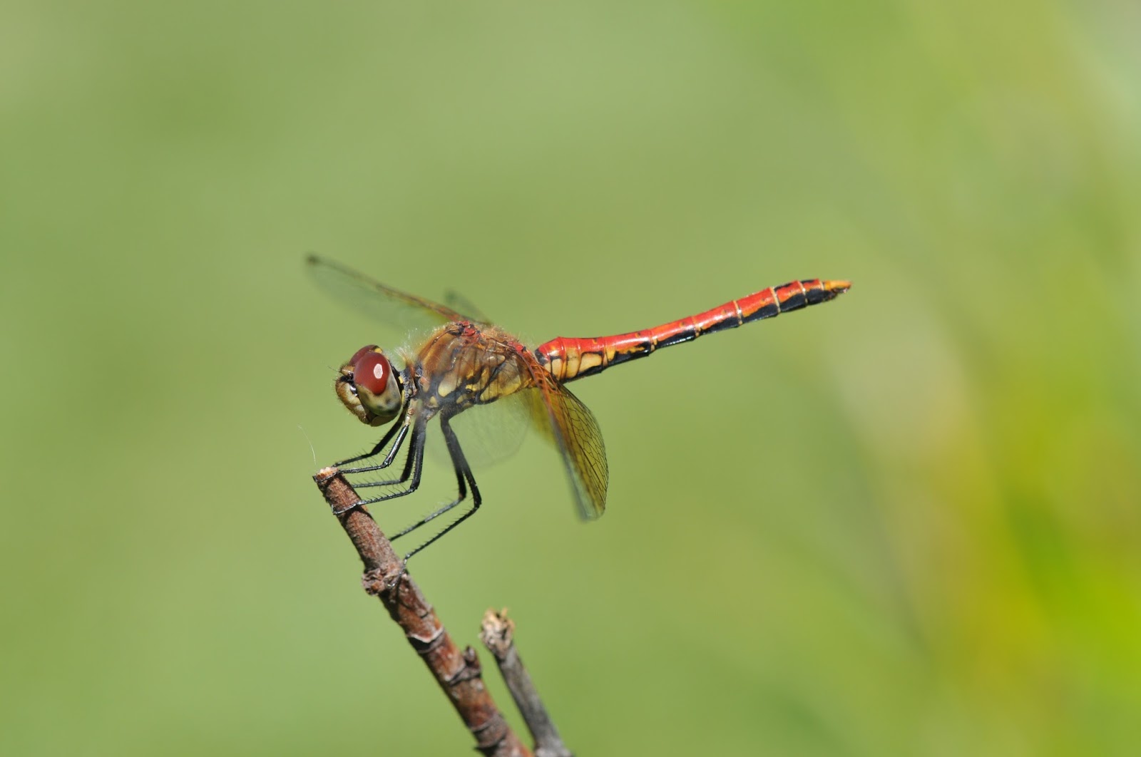 The Dragonfly Whisperer: Species Spotlight: Band-winged Meadowhawk