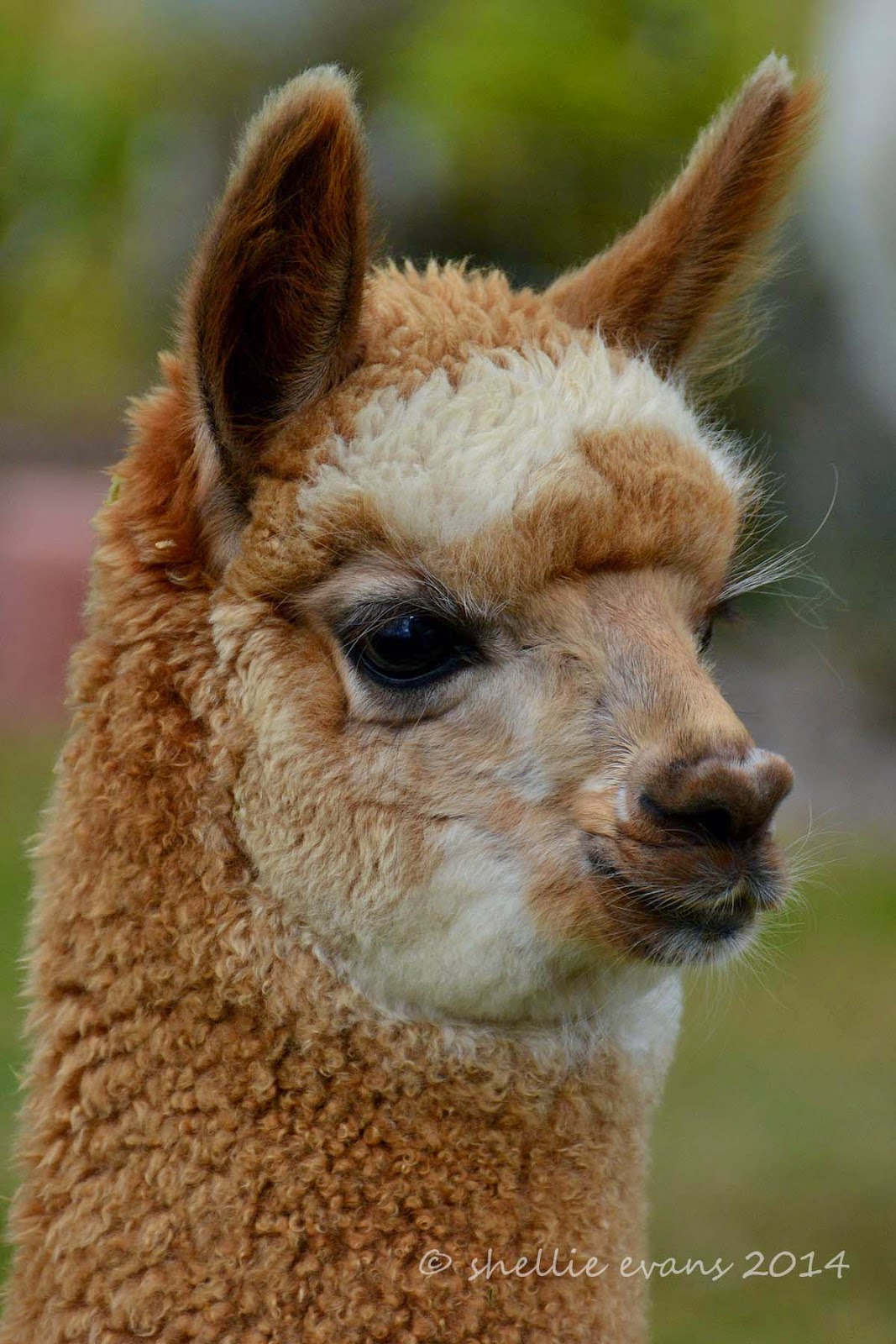 Two Go Tiki Touring: Alpaca Cuties