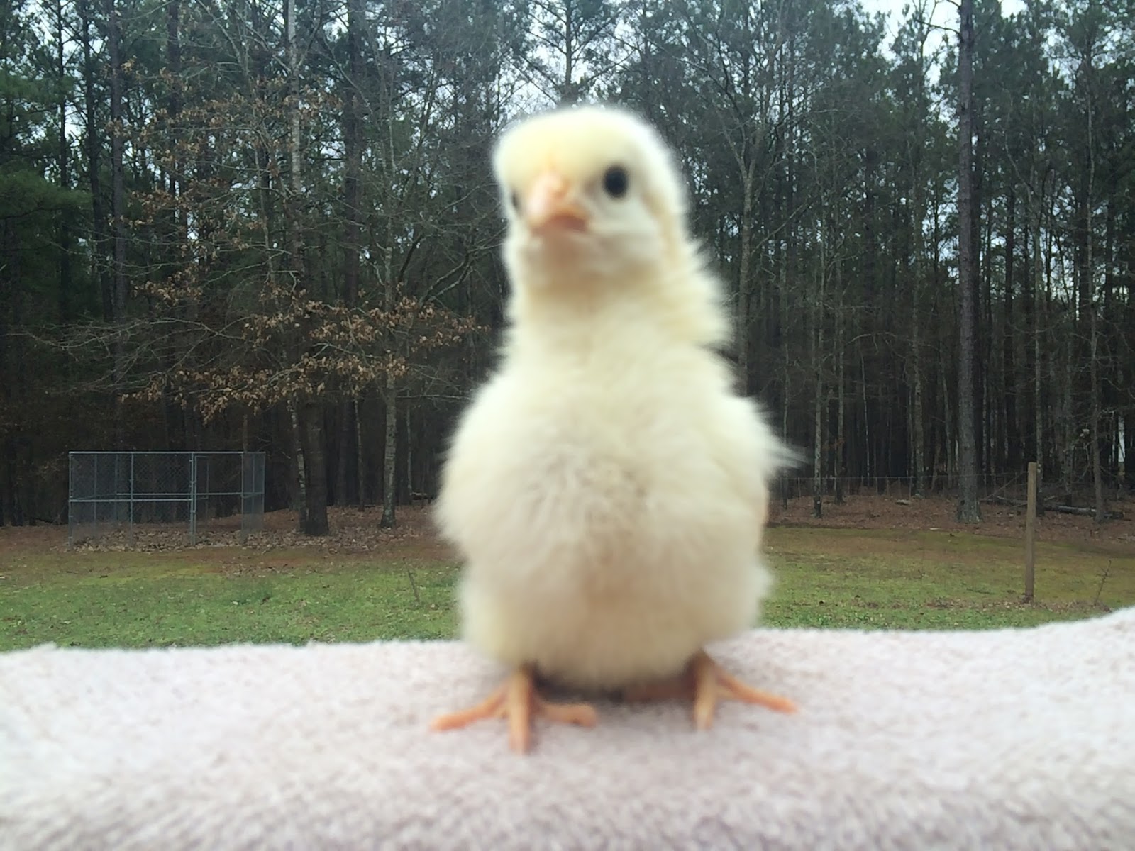 Terrace Micro Farms : Amberlink Chicks