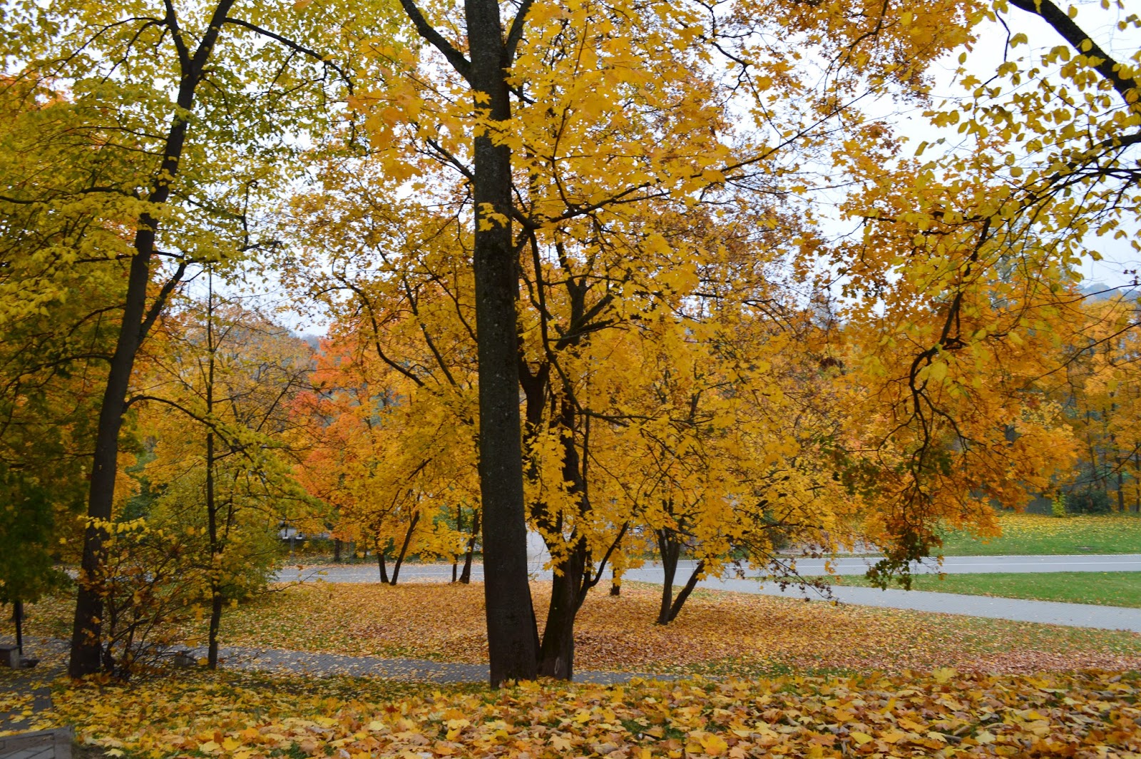 The Green Passport: Photo Story : Musim Gugur Di Eropa