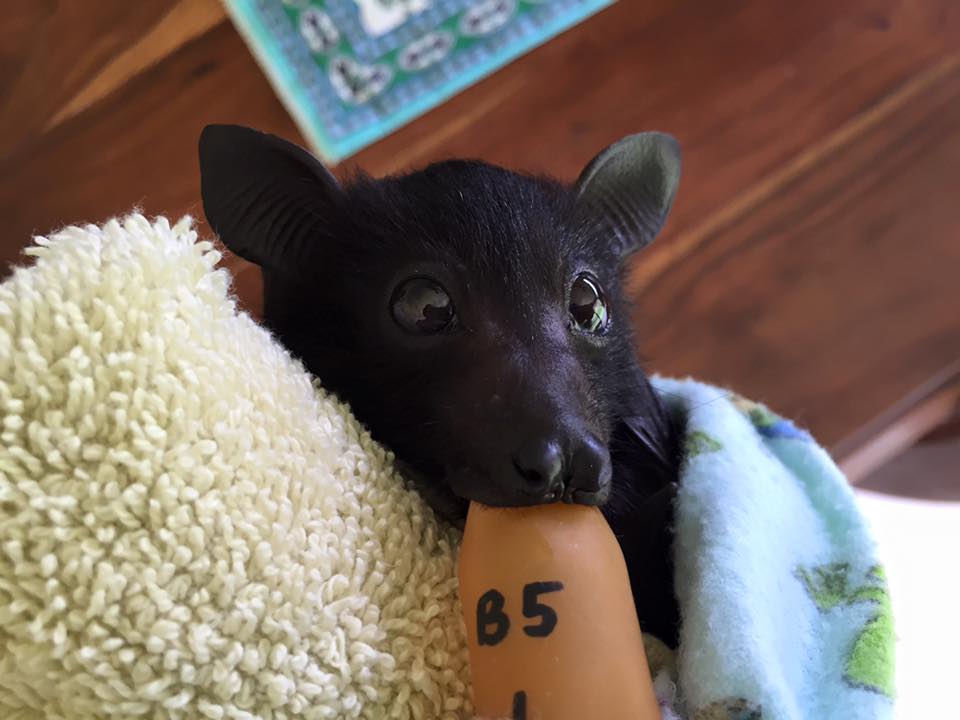 White Wolf : Little Rescued Orphan Bats Stay Cozy Wrapped Up Like ...