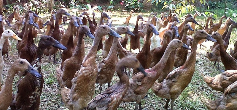 Cara Mudah Memulai Budidaya Ternak Bebek Itik Petelur Dan Pedaging