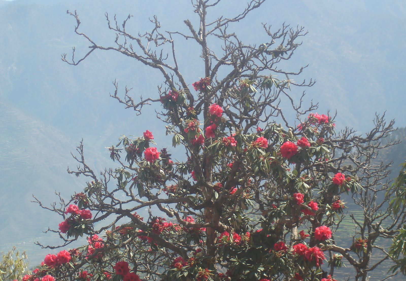 Nature Photography: Burans (Rhododendron)