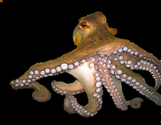 Animales Exoticos: Información del Pulpo