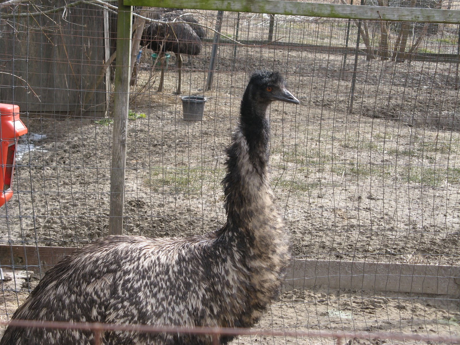 Animal Instinct: Emu Nest