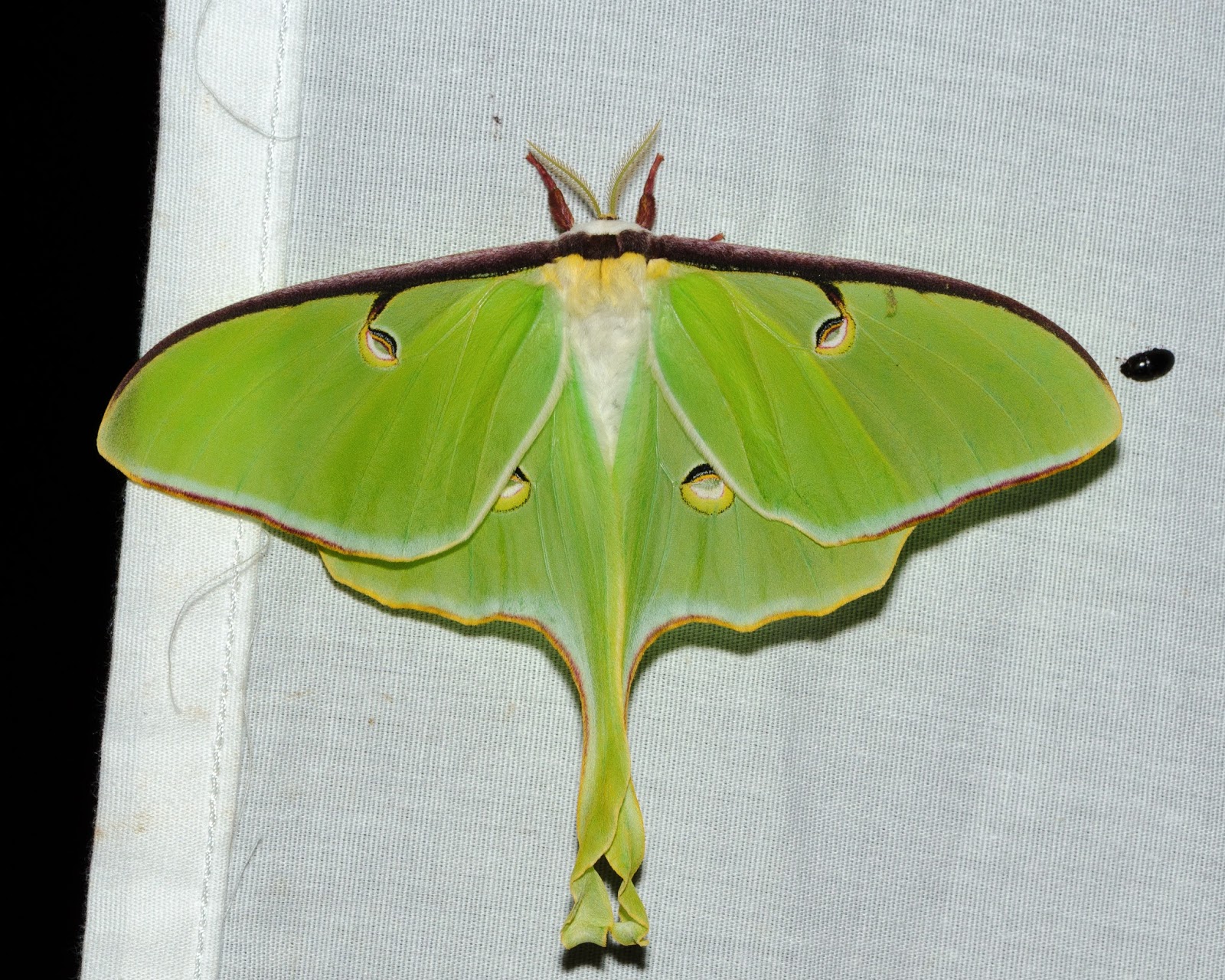 On the Subject of Nature: Some Magnificent Moths