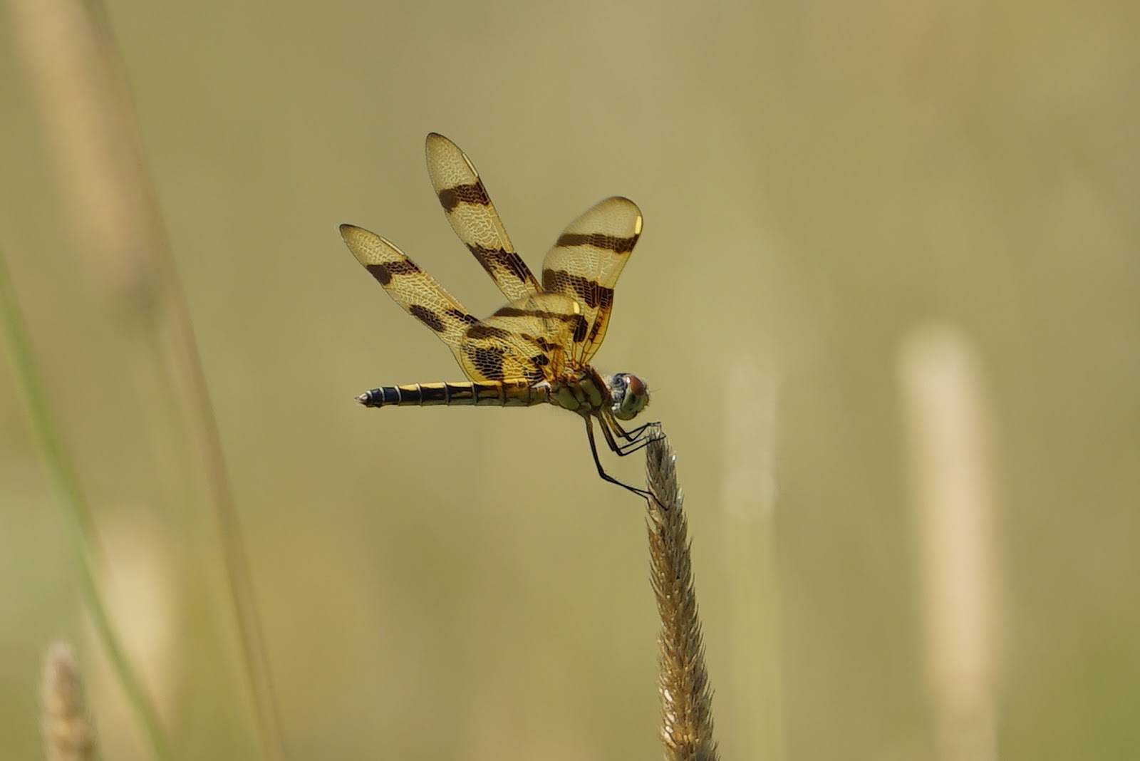 Beyond Real Time: Dragonflies & then some :)