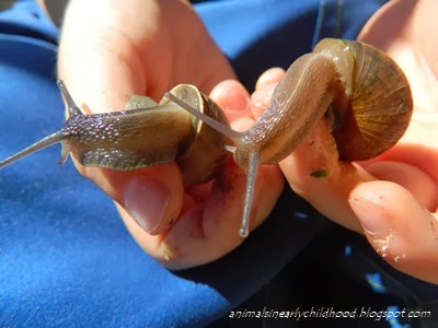 Crawl, Hop, Flutter: Animals in Early Childhood: Benefits