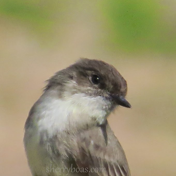 Simply Living: Fee-bee! Fee-bee!