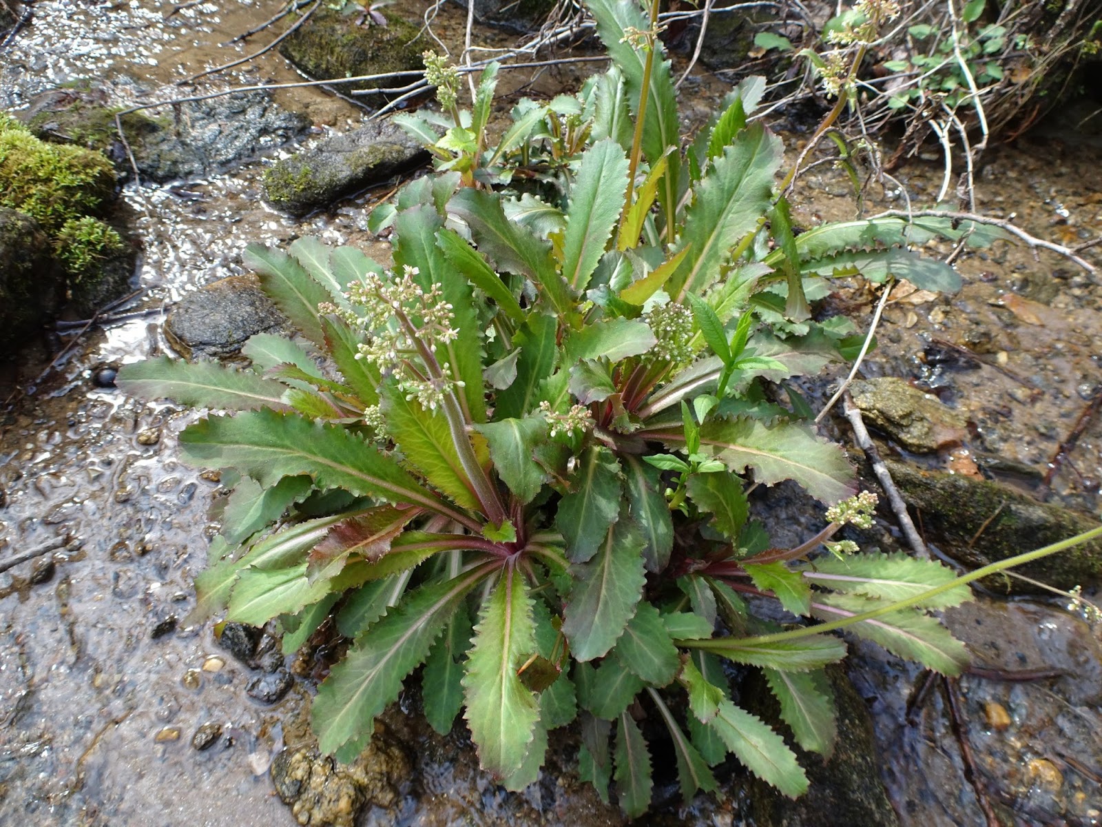 Femme au foyer: The peak of spring ephemerals and a waterfall