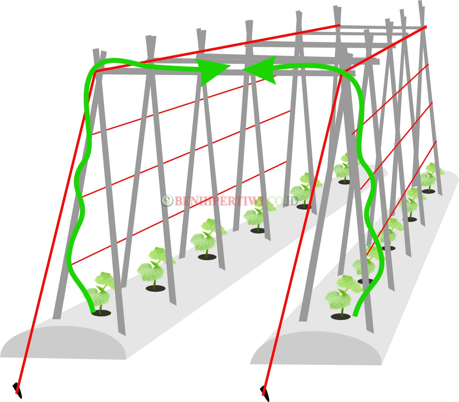 Salah satu cara yang dilakukan petani untuk meningkatkan hasil panen ...