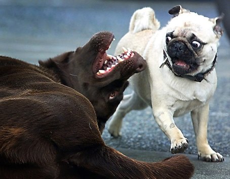 Ms Brenda's Blog: Animals pulling funny faces (PHOTOS)