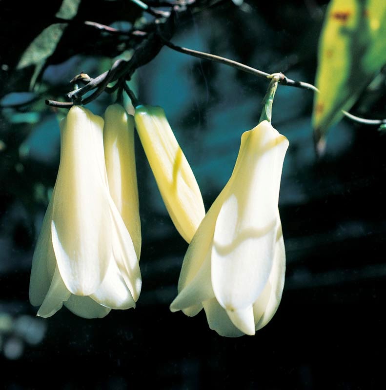 Flores Nacionales : Chile, copuhue