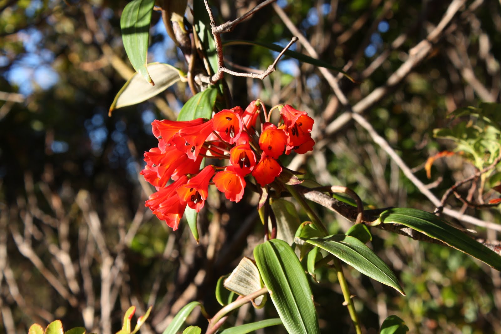 Costa Rica Journal: The Ascent of Mount Chirripo