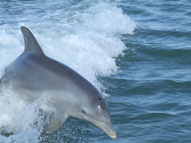 White Wolf : Dolphins saving humans - does it really happen?