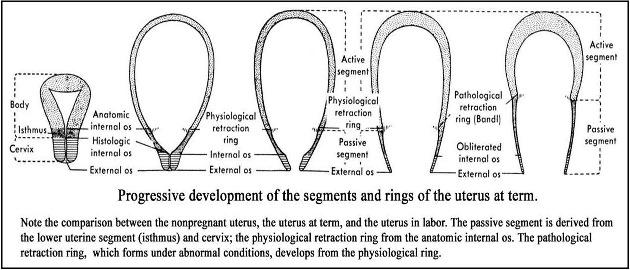 Uterus Position During Pregnancy Fetal Positions | Nursing/NCLEX ...