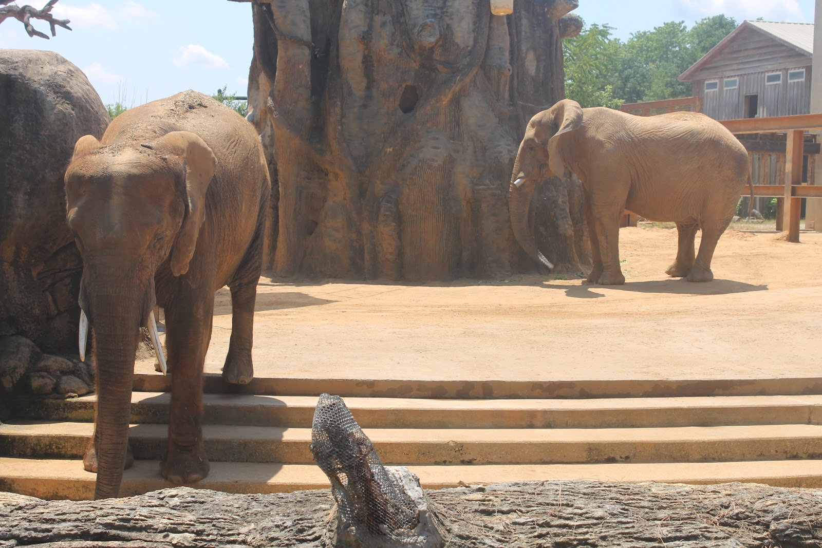 Hoorahoopti Away: Knoxville Zoo-Knoxville, TN