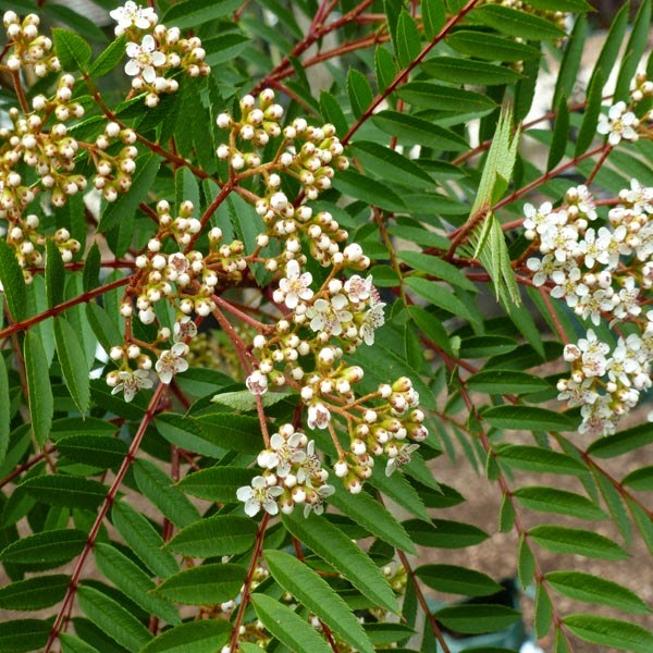 Trees Planet: Sorbus vilmorinii - Vilmorin's Mountain-ash - Vilmorin's ...
