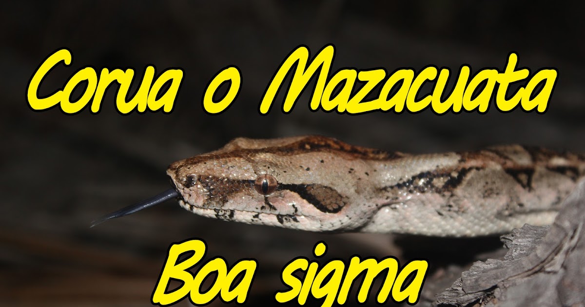 ¿Conoces la Boa sigma o CORUA Sonorense? - Biologando con Miguel