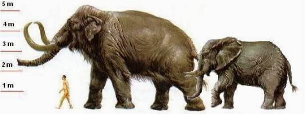 Dinossauro Pirata: Mamute