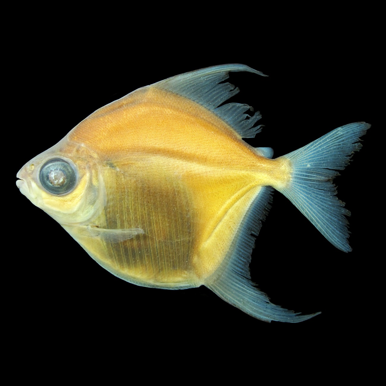 Species New to Science: [Ichthyology • 2018] Myloplus tumukumak • A New ...