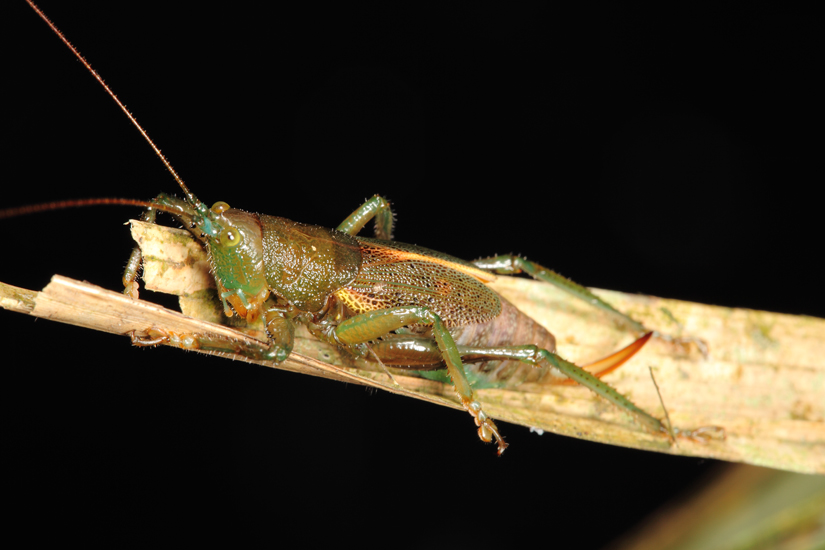 BunyipCo: March 2012