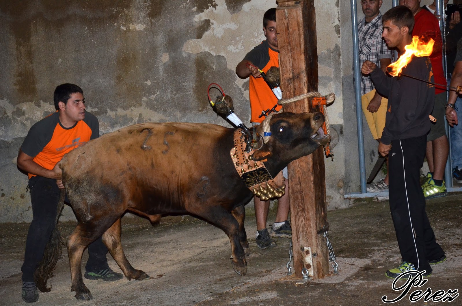 Toros en Andorra Fotos: Toro embolado en Pitarque. Ganadería Colomer Hnos.