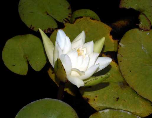 Blog Amazônica Aquários: Ninféa amazônica - Nymphaea amazonum