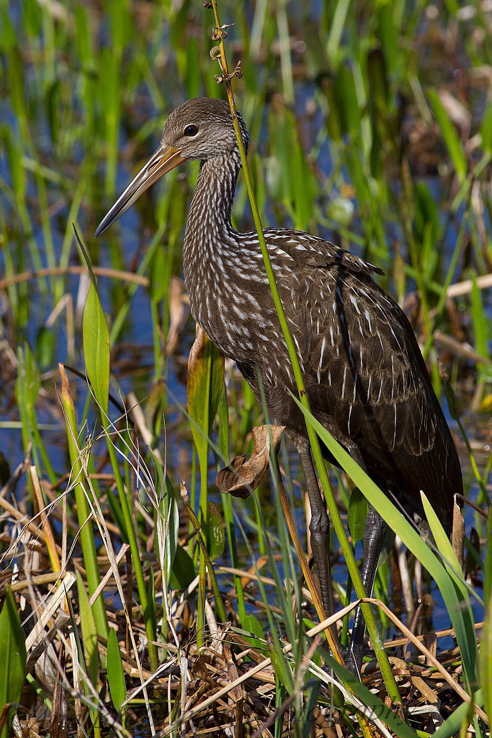 Ann Brokelman Photography: Limpkin - adult and juvenile Florida Feb 2014