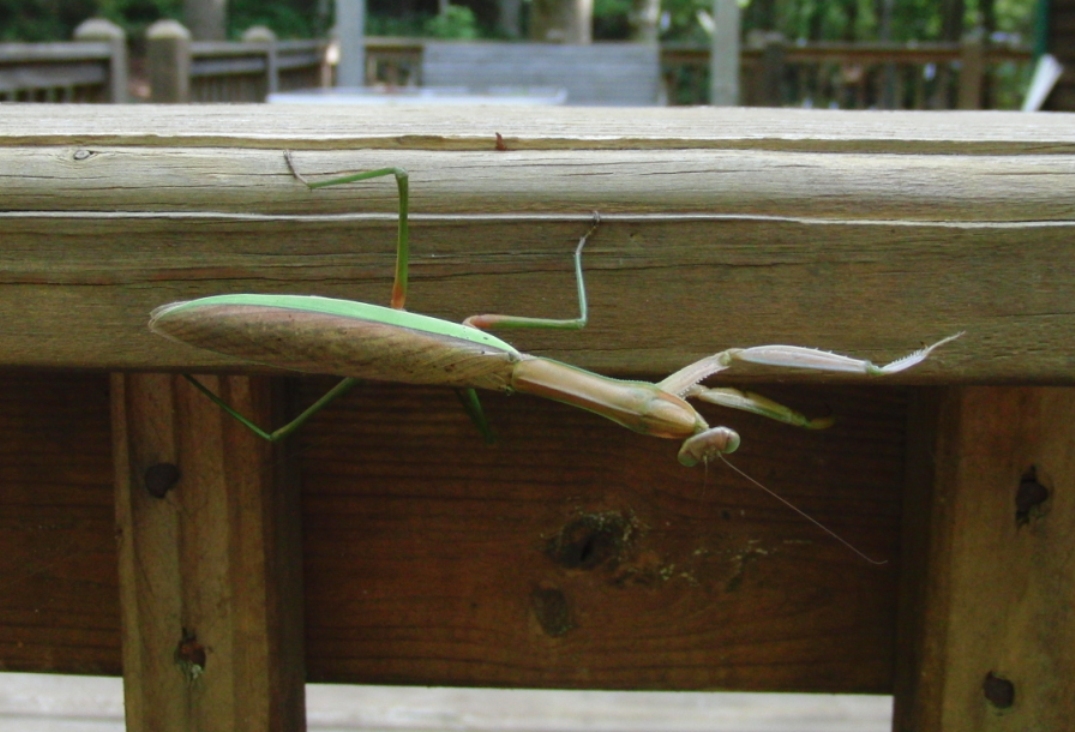 The Days of Johann, an agility dog!: Praying Mantis!