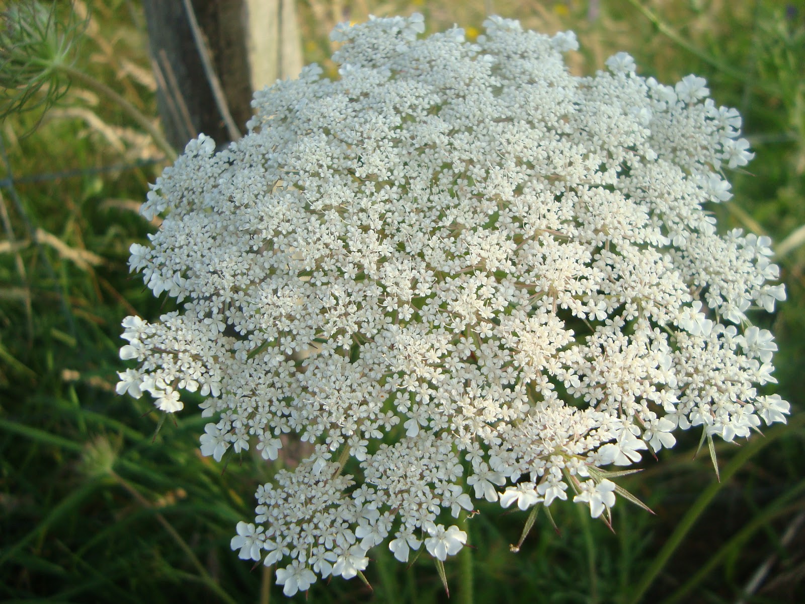 SAUCO ( Sambucus nigra ) - El Jardín de Elbe