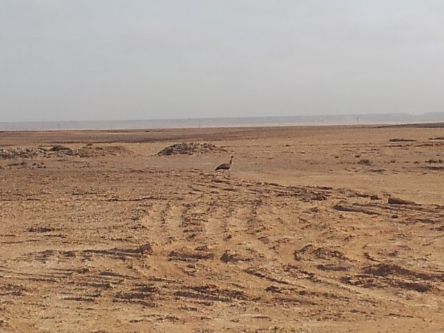 Mrad & Inge's 60+ ANGOLA: D9-10: Humpata - Lebo/a Pass - Namibe ...